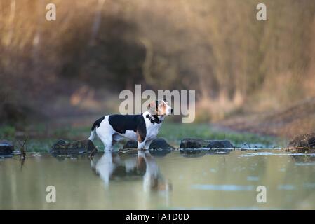 A small Jack Russell Terrier standing in a dog park at a campground in ...