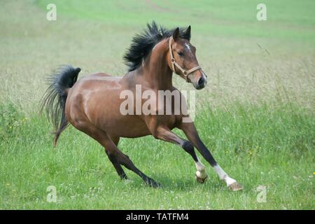 galloping Dutch Riding Pony Stock Photo - Alamy