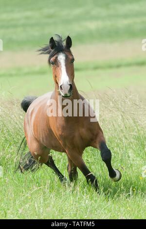 trotting Dutch Riding Pony Stock Photo - Alamy