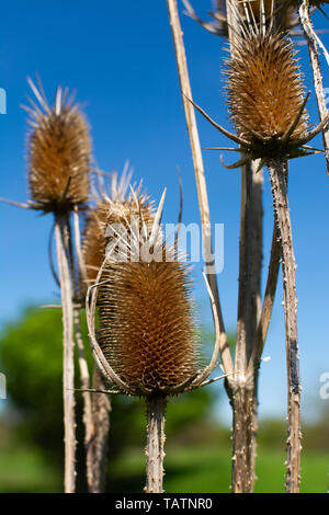 The invasive teasel with brilliant blue skies in the background ...