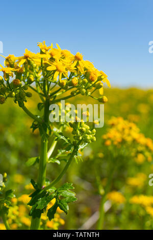 Balsam Ragwort (Senicio pauperailus) growing in the open field with ...