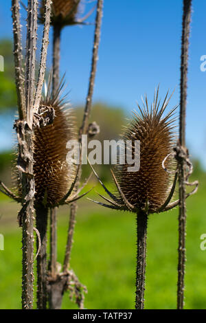 The invasive teasel with brilliant blue skies in the background ...