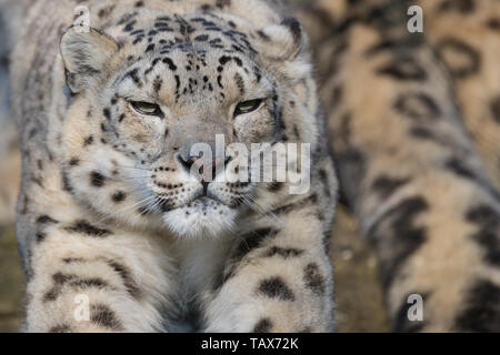 Snow Leopard Stretching next to partner Stock Photo - Alamy