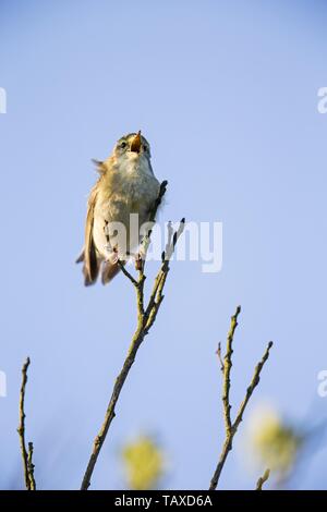 Common Chiffchaff (Phylloscopus collybita) calling Norfolk February ...