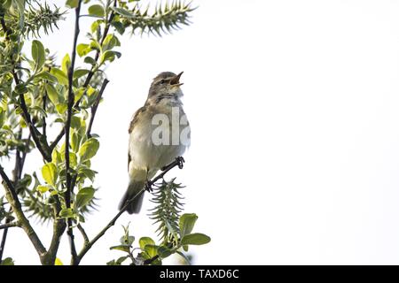 Common Chiffchaff (Phylloscopus collybita) calling Norfolk February ...