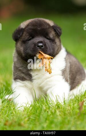 American akita young dog muzzle portrait with tongue hanging out Stock ...