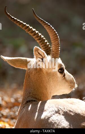 Goitered gazelles (Gazella subgutturosa) or black-tailed gazelles on a ...