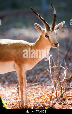 Persian goitered gazelle (Gazella subgutturosa) male walking in the ...