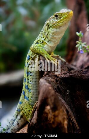 Side view of a Ocellated lizard, Timon lepidus, standing on white ...