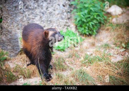 wolverine - standing frontal Stock Photo - Alamy