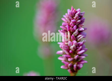 Macro photography of a beautiful smartweed flower, captured at the ...