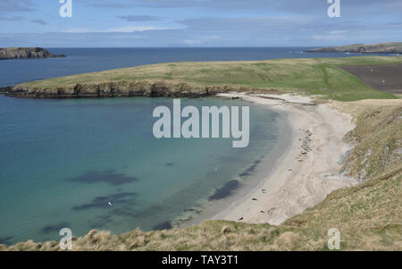 seals on Spiggie Beach, Shetland, Scotland, UK Stock Photo - Alamy