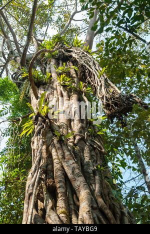 Interesting nature - tree wrapped around another tree growing in ...