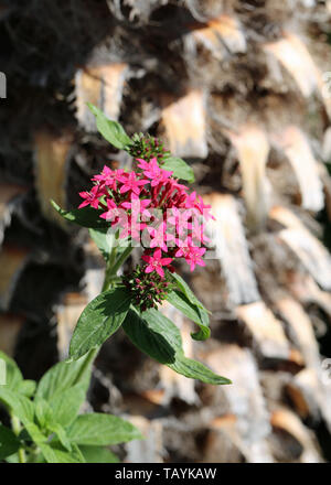 a lot of little purple flowers and the green leaf in the garden for ...
