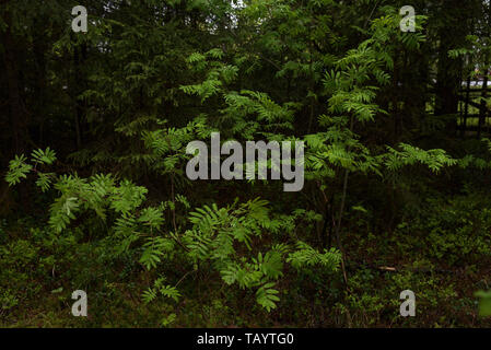 Real landscape of the taiga forest on a gloomy rainy day Stock Photo ...