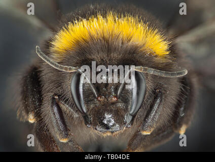 Head bee and compound eyes in macrophotography Stock Photo - Alamy