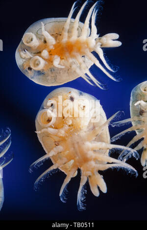 Argulus foliaceus, fish parasite, common fish louse, ventral view ...