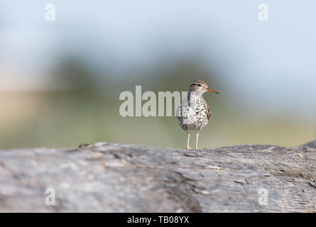 spotted sandpiper bird at Richmond BC Canada Stock Photo - Alamy
