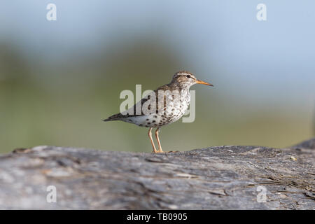 spotted sandpiper bird at Richmond BC Canada Stock Photo - Alamy