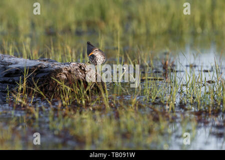 spotted sandpiper bird at Richmond BC Canada Stock Photo - Alamy