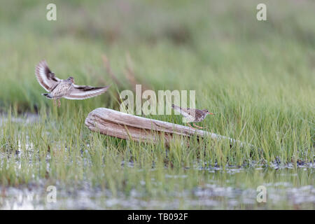 spotted sandpiper bird at Richmond BC Canada Stock Photo - Alamy