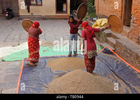 Women winnowing harvested rice in courtyard between buildings ...