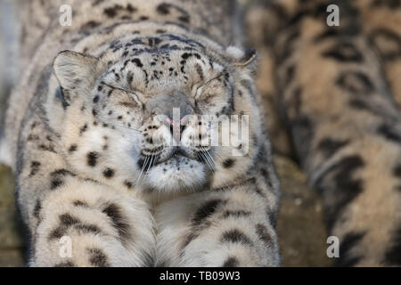 Snow Leopard stretching next to partner Stock Photo - Alamy
