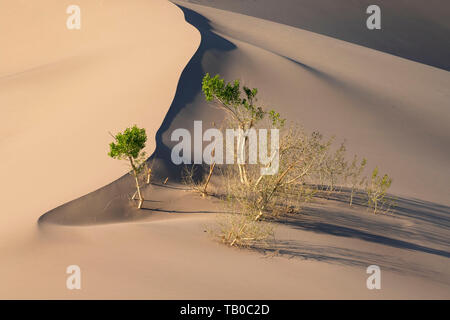 Dune with cottonwood, Bruneau Dunes State Park, Snake River Birds of ...