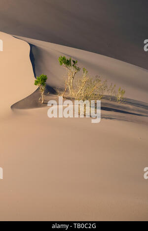 Dune with cottonwood, Bruneau Dunes State Park, Snake River Birds of ...
