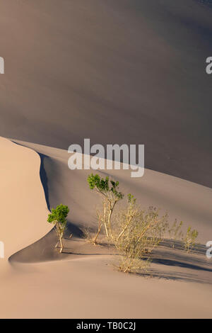 Dune with cottonwood, Bruneau Dunes State Park, Snake River Birds of ...