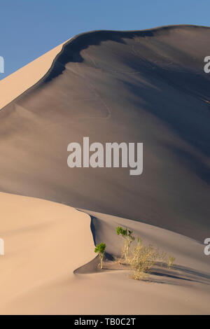 Dune with cottonwood, Bruneau Dunes State Park, Snake River Birds of ...