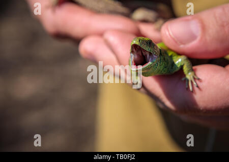 male sand lizard in the hands Stock Photo - Alamy