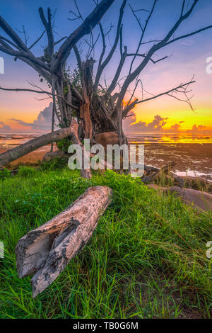 early in the morning behind an old tree enjoying the sunrise Stock ...