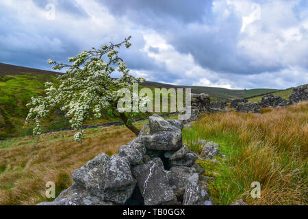 Brontë Country, Pennines, Haworth, West Yorkshire Stock Photo - Alamy