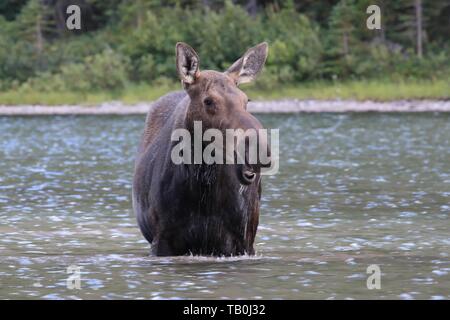 One adult female moose or elk, Alces alces, grazing in a forest between ...