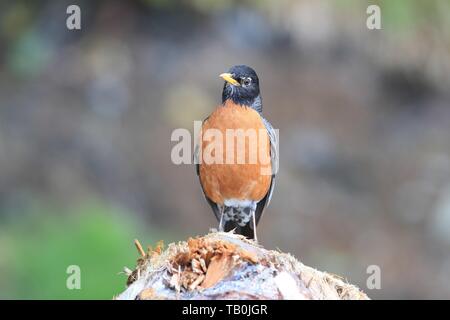 San Lucas Robin, American robin (Turdus migratorius confinis, Turdus ...