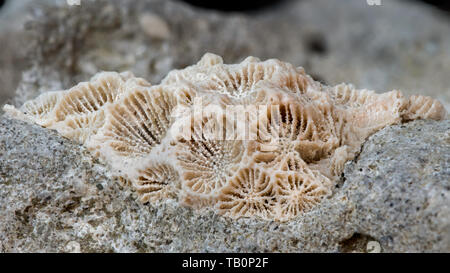 Coral fossils embedded in rock in forest a significant height above sea ...