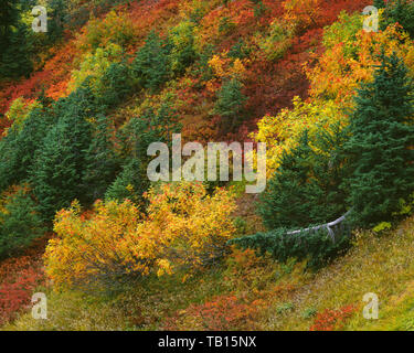 Austin Pass at Mt Baker-Snoqualmie NF in WA Stock Photo - Alamy