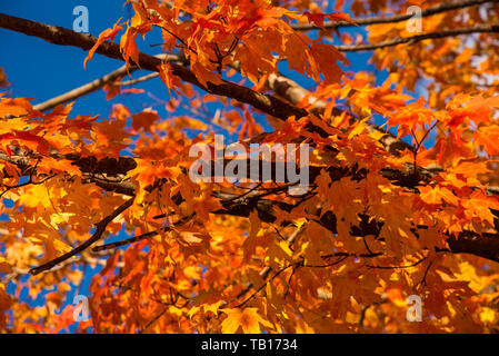 Fall leaves tree Indiana National Park Stock Photo - Alamy