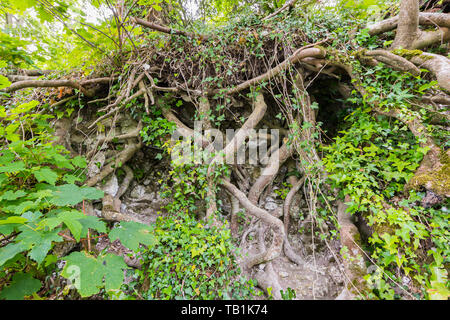 Uprooted large tree showing roots blown over by Storm Arwen, Cumbria ...