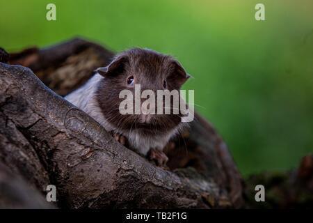 smooth-haired guinea pig on tree trunk Stock Photo - Alamy