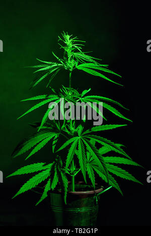 Closeup shot of a marijuana plant on blurred background Stock Photo - Alamy