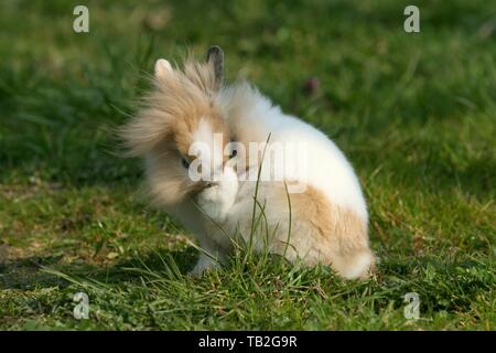 Lion-headed dwarf rabbit grooming itself Stock Photo - Alamy