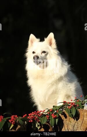 sitting Standard German Spitz Stock Photo - Alamy