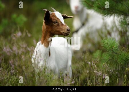 brown and white domesticated goat Stock Photo - Alamy