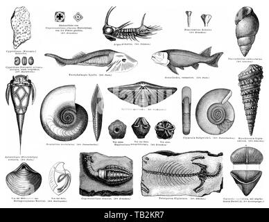 Devonian Fossils, Illustration Stock Photo - Alamy