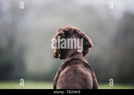 Rear view of Brown Spaniel dog sitting in a field Stock Photo - Alamy