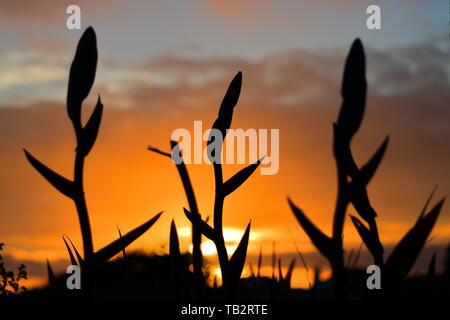 Phormium tenax 'Sunset' - "New Zealand Flax Stock Photo - Alamy