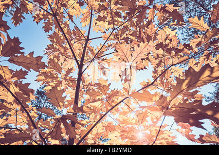 Autumn leaves against the sun, color toning applied, selective focus ...