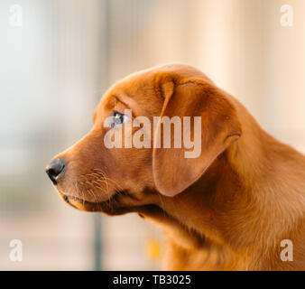cute light-brown labrador retriever puppy Stock Photo - Alamy